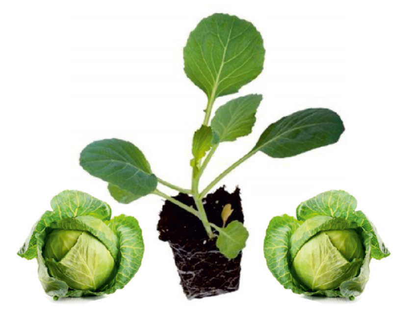 Fide Çeşitlerimiz – Bultar