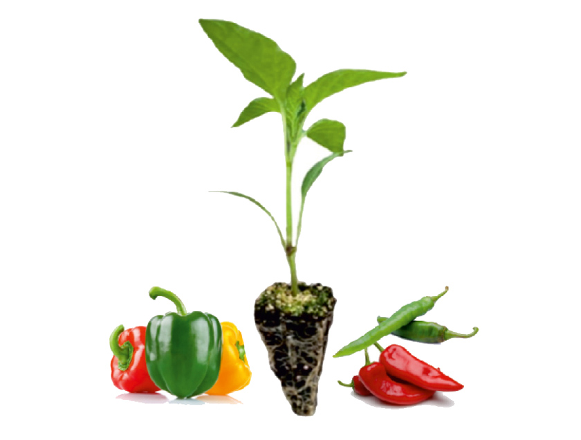 Fide Çeşitlerimiz – Bultar