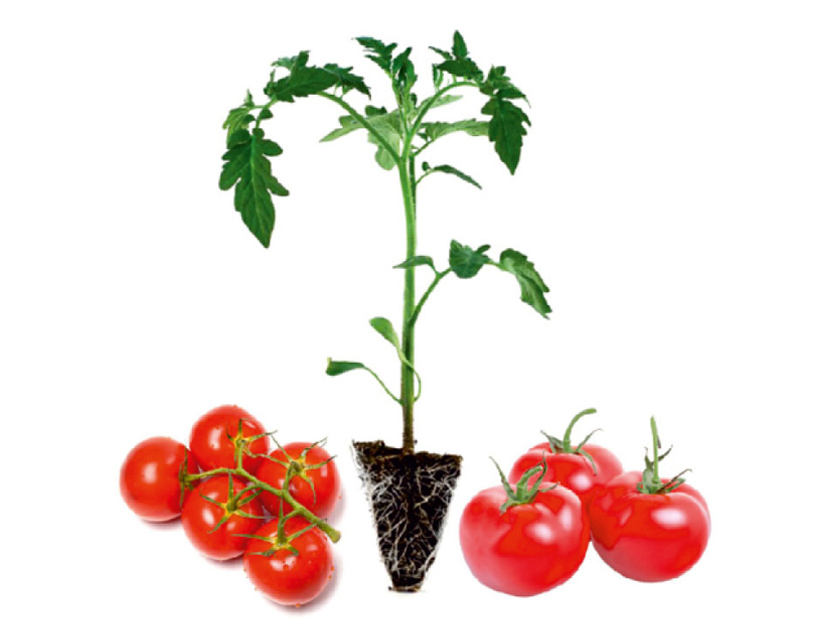 Domates Fidesi – Bultar