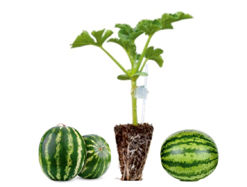 Karpuz Fidesi – Bultar