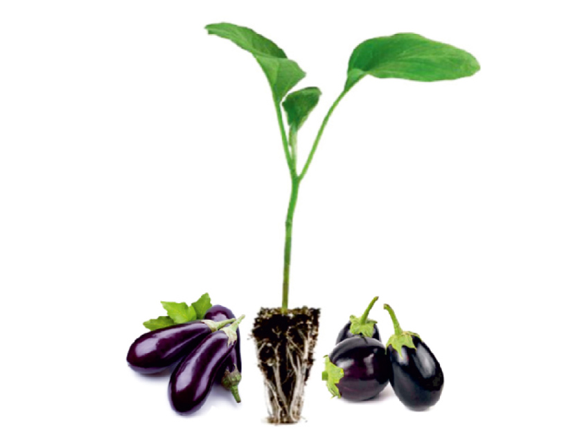 Patlıcan Fidesi – Bultar